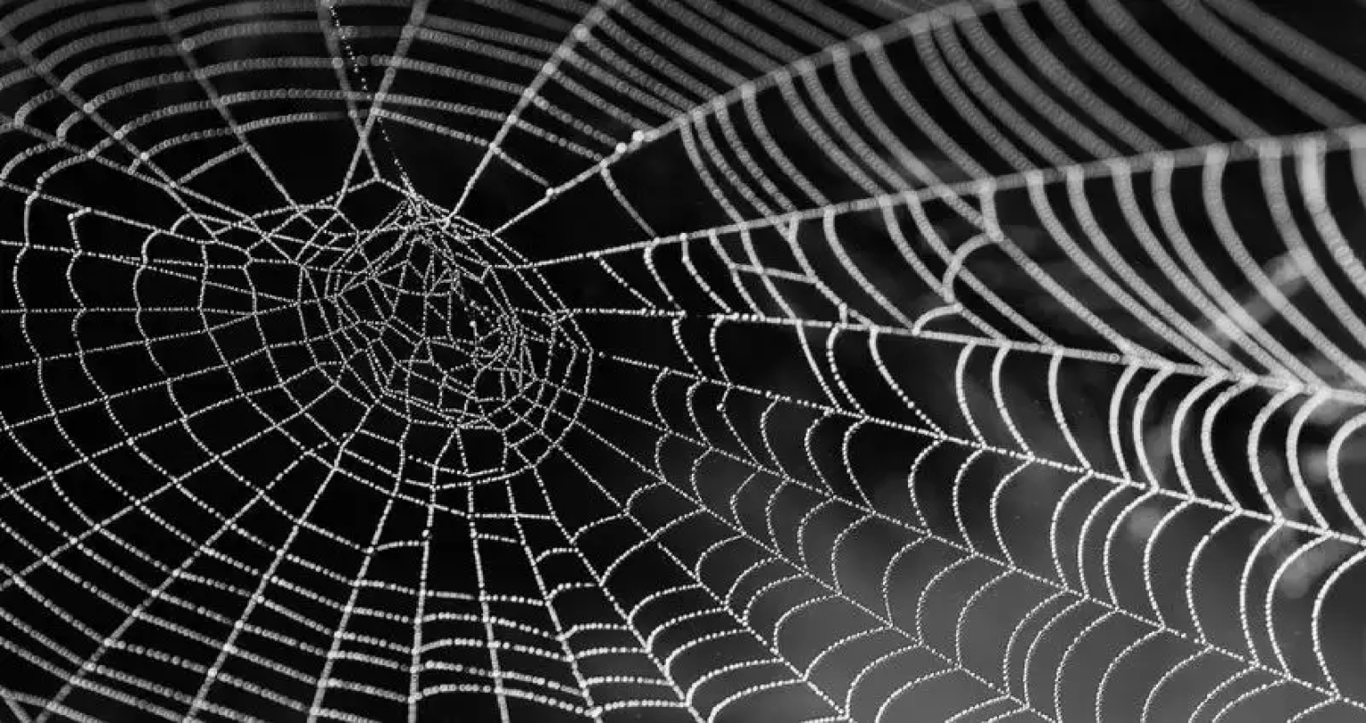 MIT Scientists Study Spider Web Structure By Translating It Into Music
