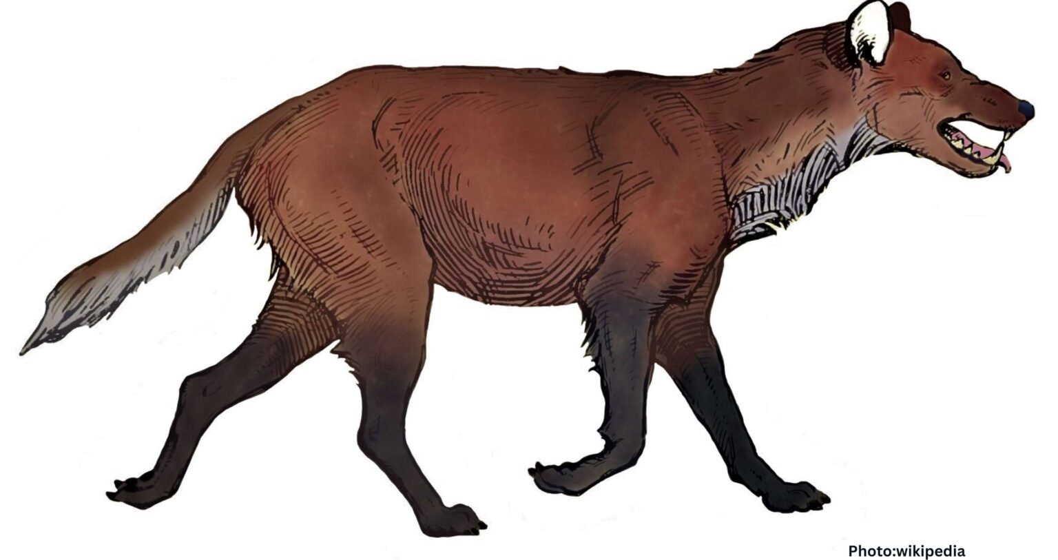 Wolf Extinct for 12,500 Years Allegedly Revived by U.S. Company