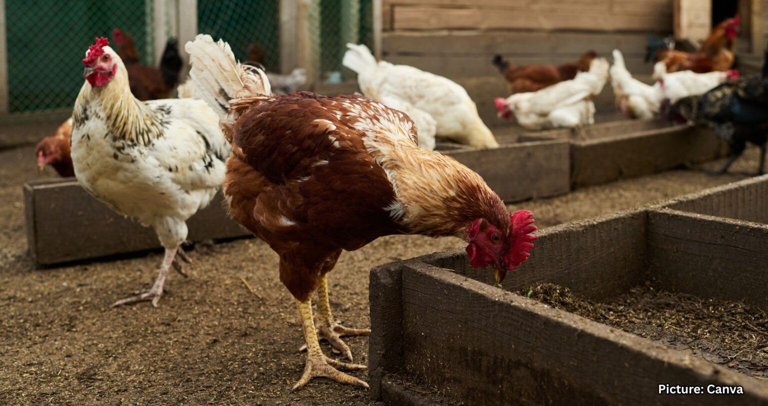 Colorado Declares Disaster Emergency Amid Bird Flu Outbreak at Poultry ...